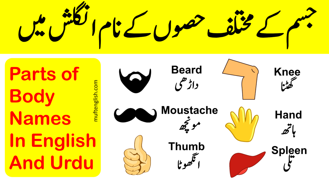 50 Parts of Body Names in English and Urdu