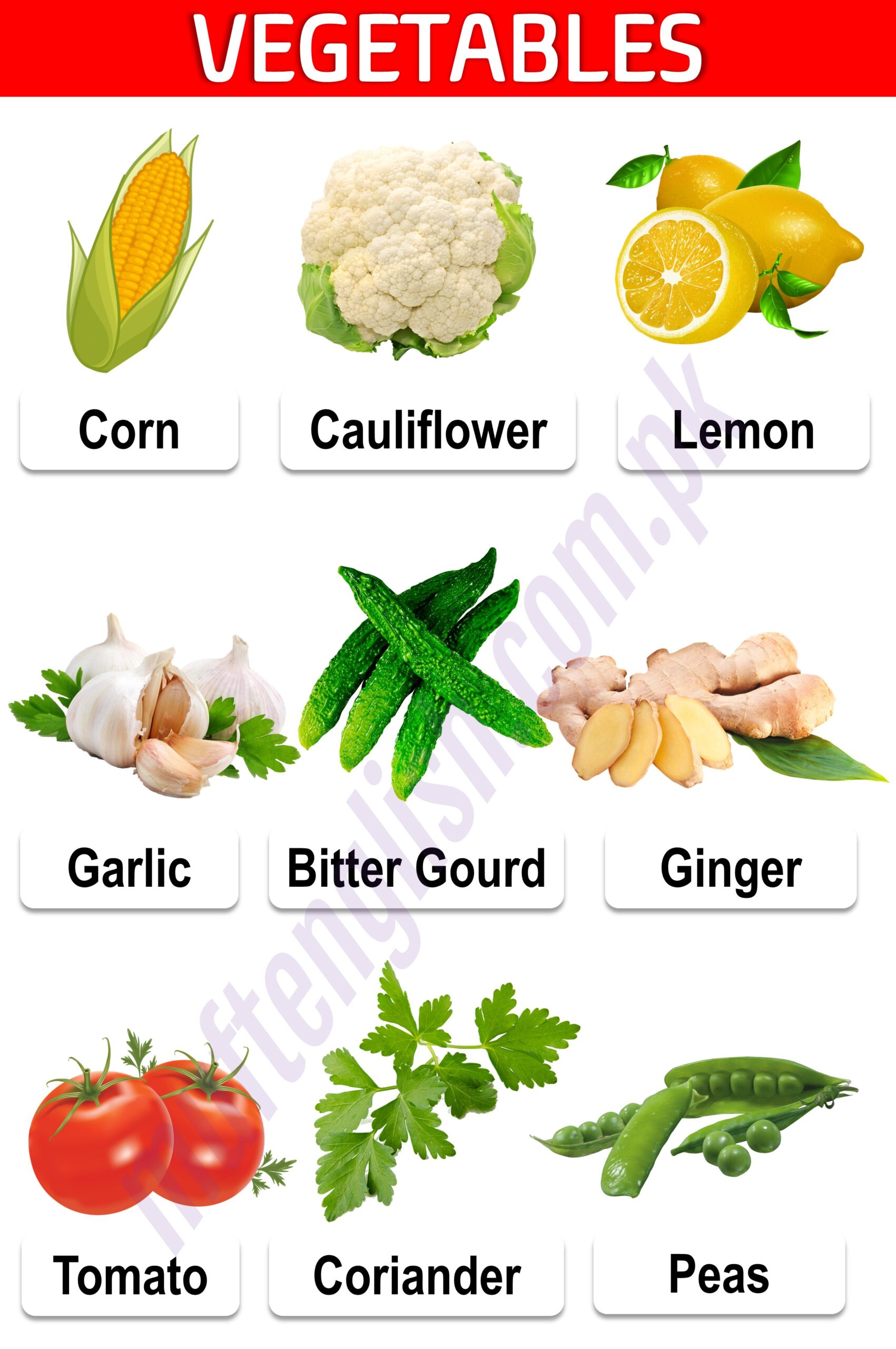111 Vegetable Names in English and Urdu with Pictures