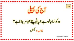 15+ Tricky Brain Teasers and Urdu Riddles with Answers